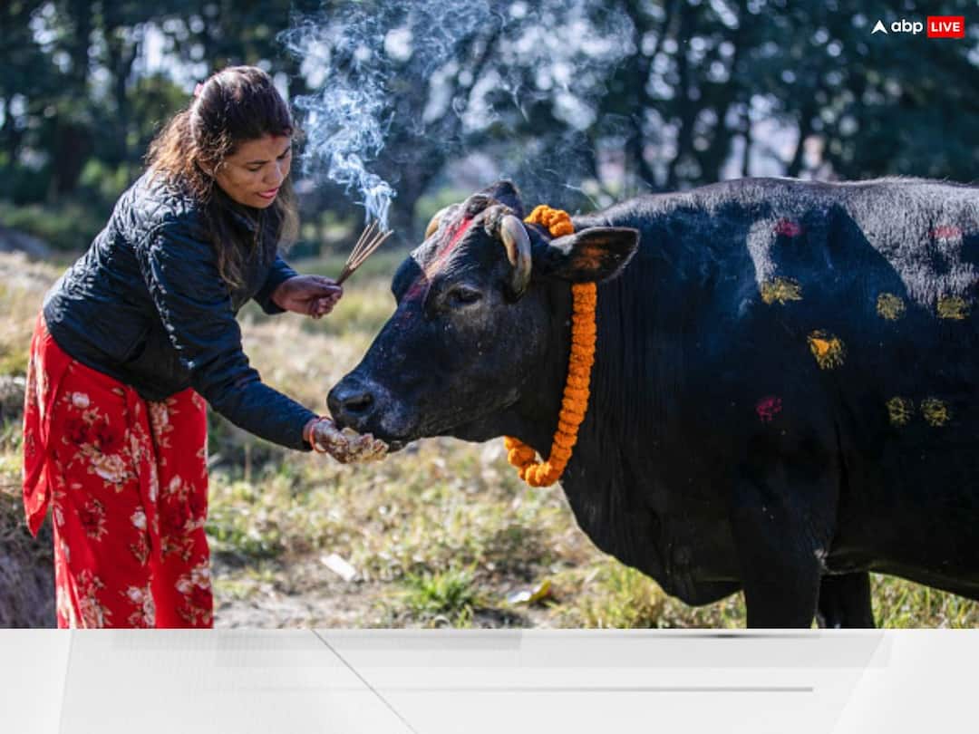 Tihar Sikkim's Festival Of Lights Santi Deepawali Kaag Tihar Gai Tihar ...