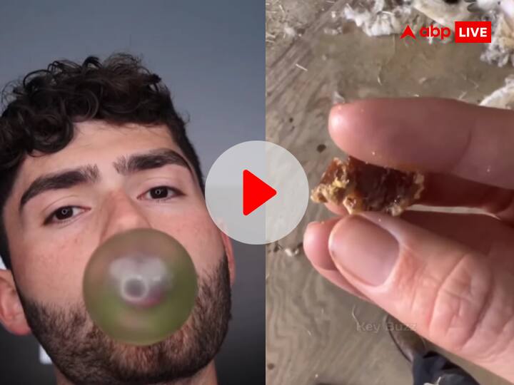 This disgusting animal substance is put in chewing gum watch viral ...