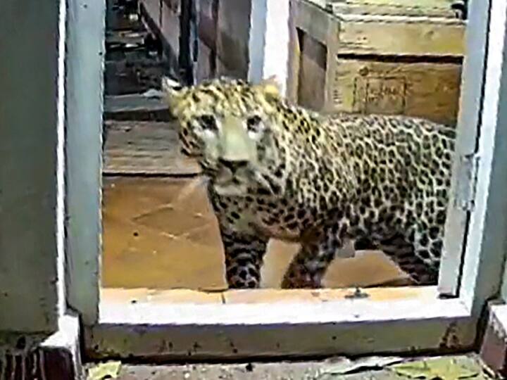 Tamil Nadu leopard entered house in Coonoor Brooklands area 6 injured watch video | 15 घंटे घर ...