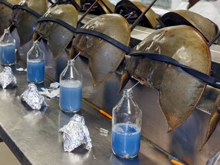 Ocean creature like horseshoe crabs blood color is blue used for ...