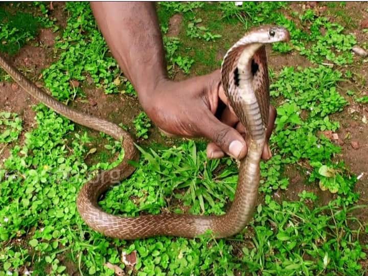 People of Irula tribe play with poisonous snakes live in this part of ...