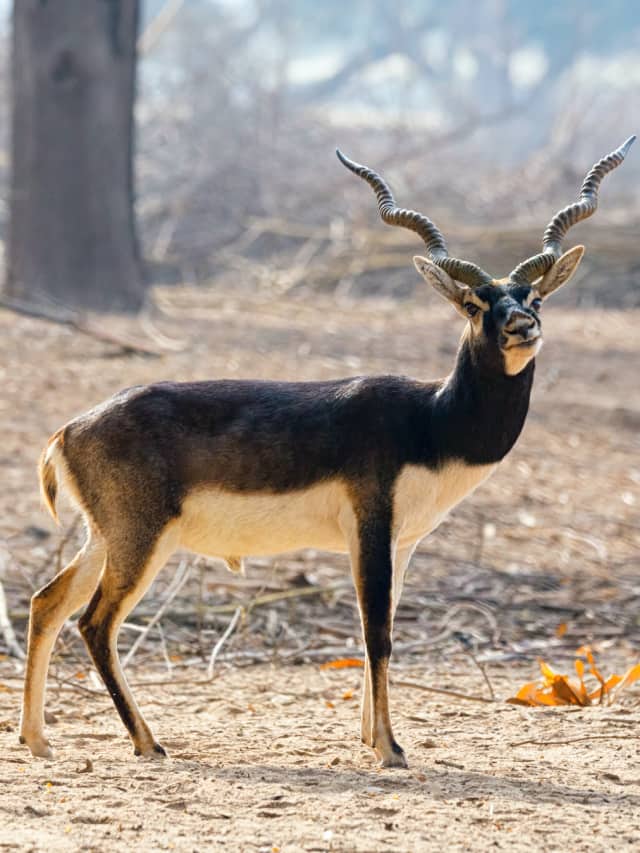 पंजाब का राजकीय पशु कौन है?