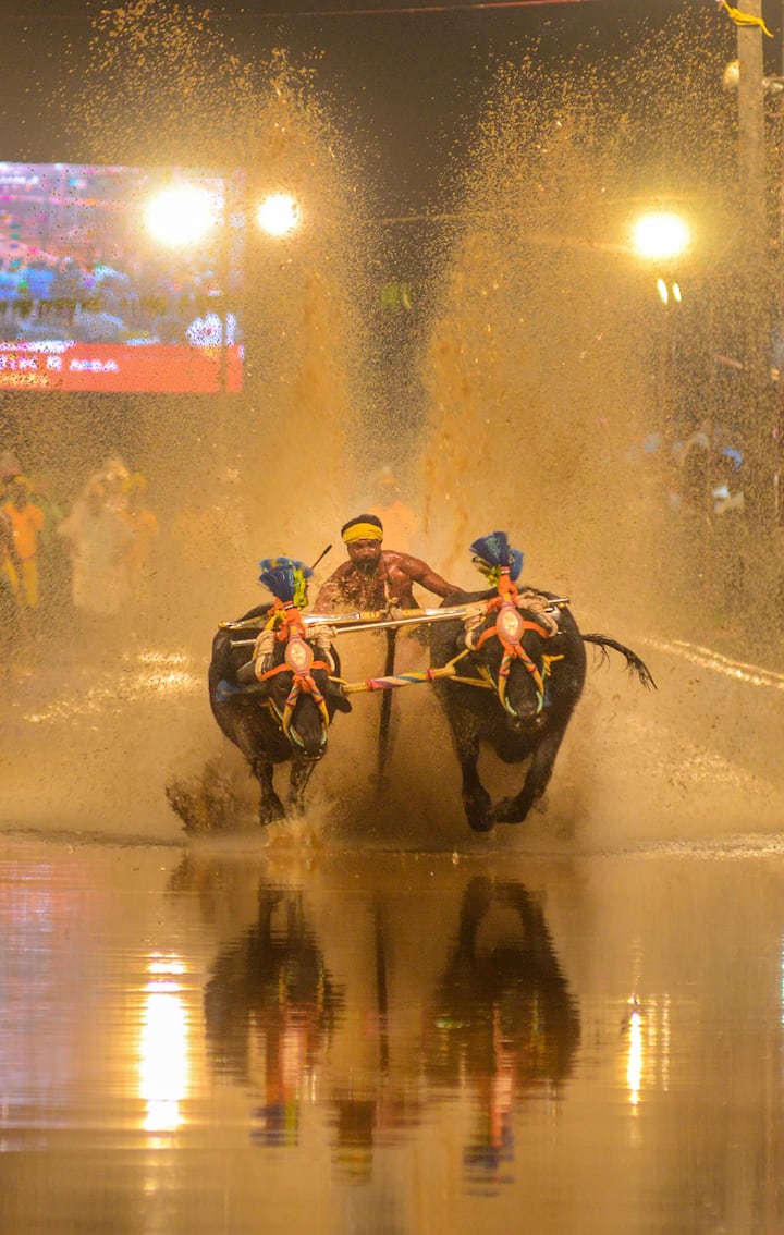 kantara movie famous kambala buffalo race bengaluru first ever ...