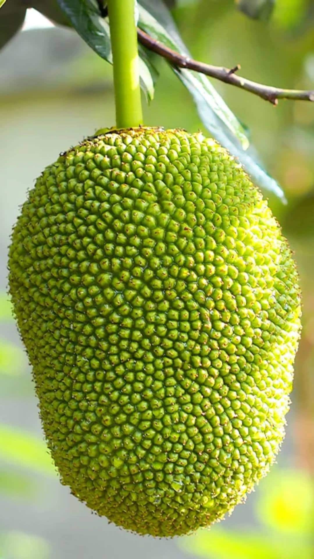 Jackfruit: ਕੀ ਤੁਸੀਂ ਜਾਣਦੇ ਹੋ ਕਟਹਲ ਖਾਣ ਦੇ ਫਾਇਦੇ?