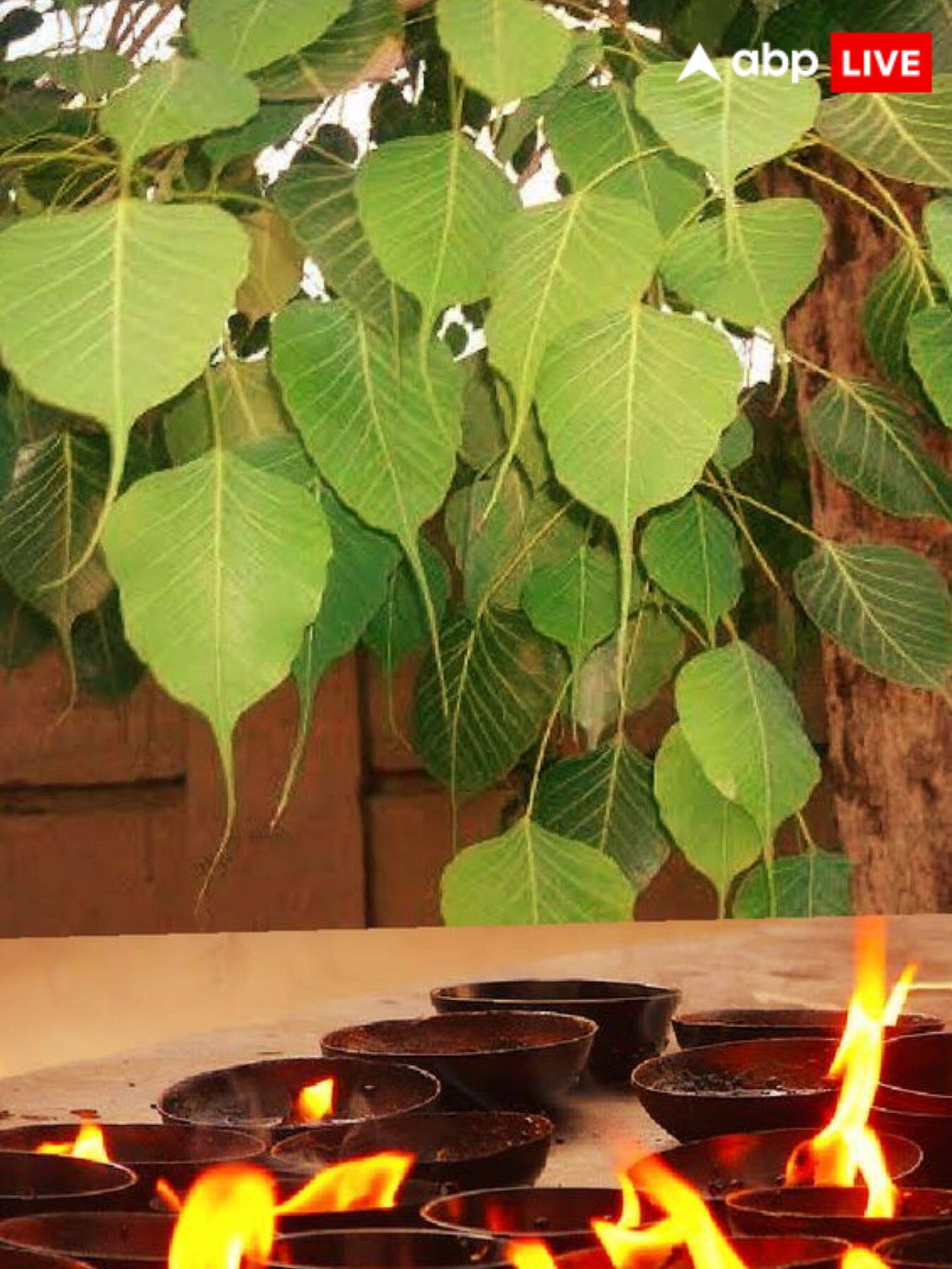 पीपल के नीचे दीपक जलाने के फायदे, जानें