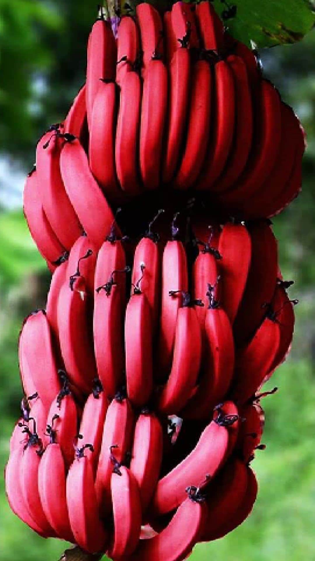 लाल केळीबद्दल तुम्हाला माहिती आहे का