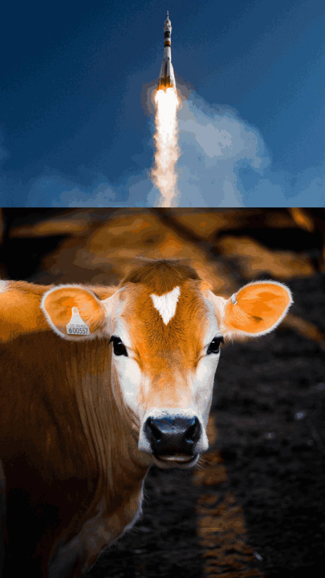 गाईच्या शेणापासून रॉकेट सोडण्याची तयारी...