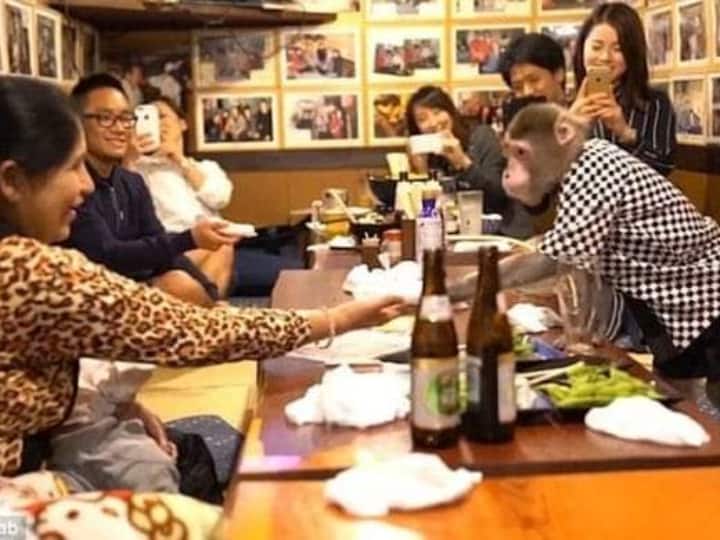 Japan Kayabukiya Tavern Restaurant hired Monkey for serving food drink ...