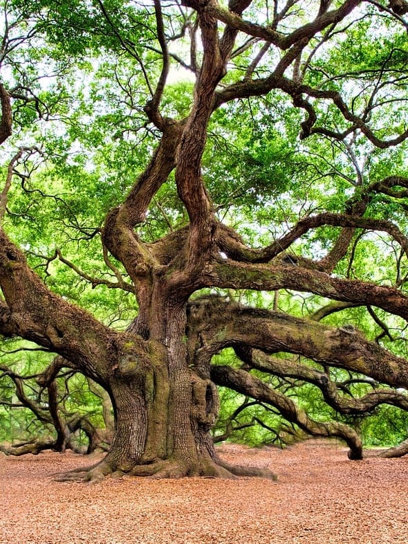 पाकिस्तान में सैकड़ों साल से गिरफ्तार है ये पेड़!