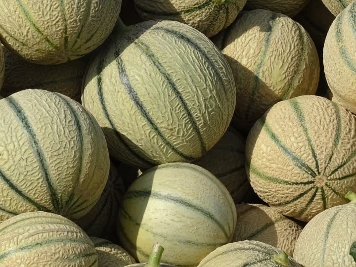 In Pics Yubari Melon Is The World Most Expensive Fruit | World Most ...
