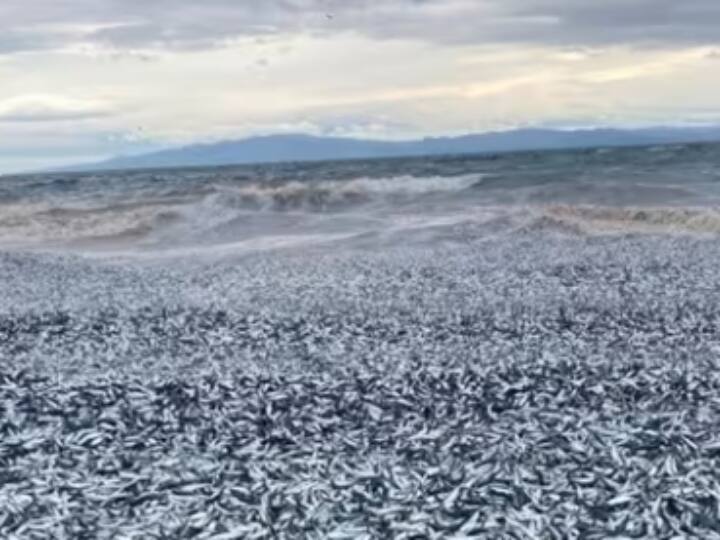 Thousands of fish found dead in Japan awtch viral video of fish | Watch ...