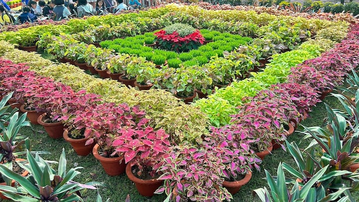 Nagpur Flower Festival at Hyslop College this is the 20th year ...