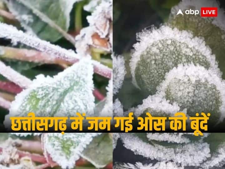 Chhattisgarh Weather Update Temperature Drop and dew drops freeze in ...