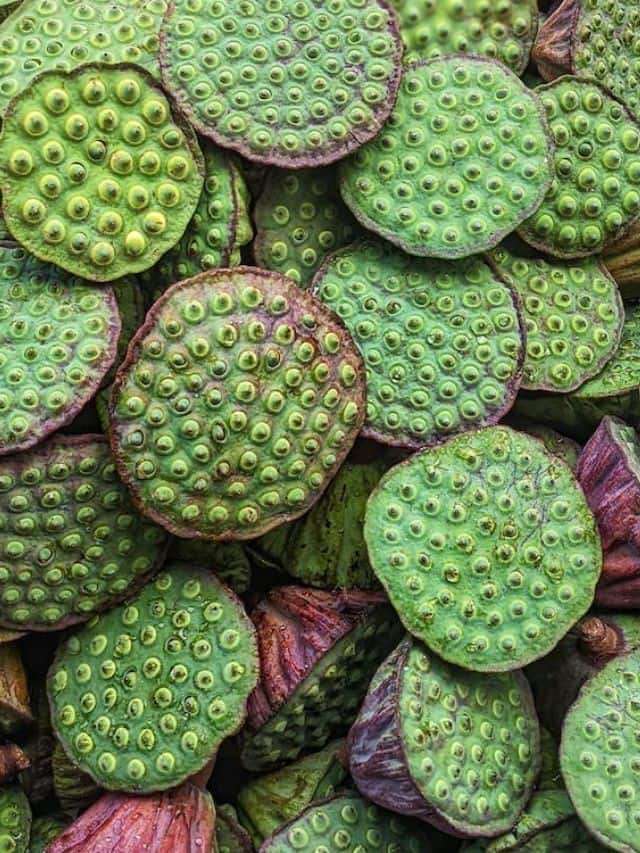 ஏராளமான நன்மைகளை வழங்கும் தாமரை விதை