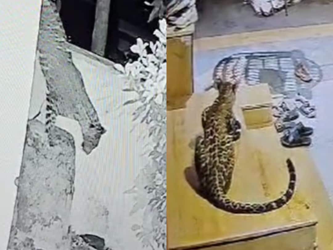leopard found in Nashik Road incident caught on CCTV Nashik Maharashtra Marathi News | Nashik ...