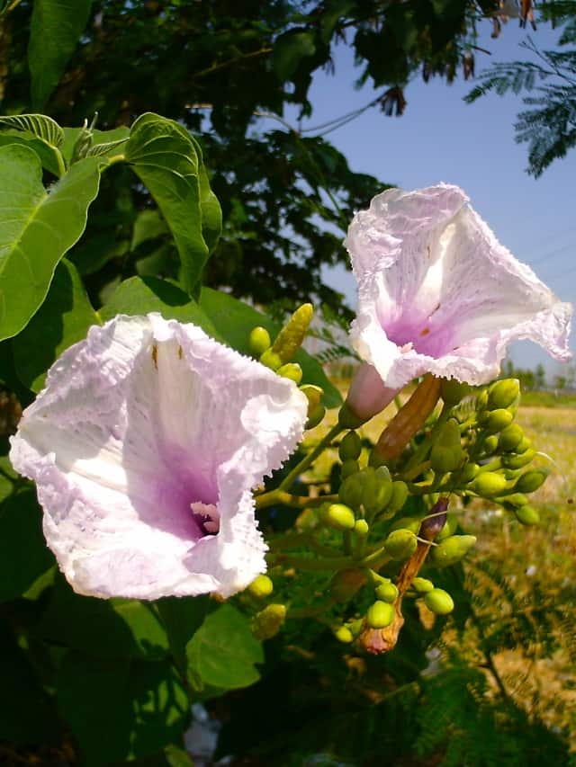 बेशर्म, बेहया और थेथर, एक पौधे के हैं ये दिलचस्प नाम