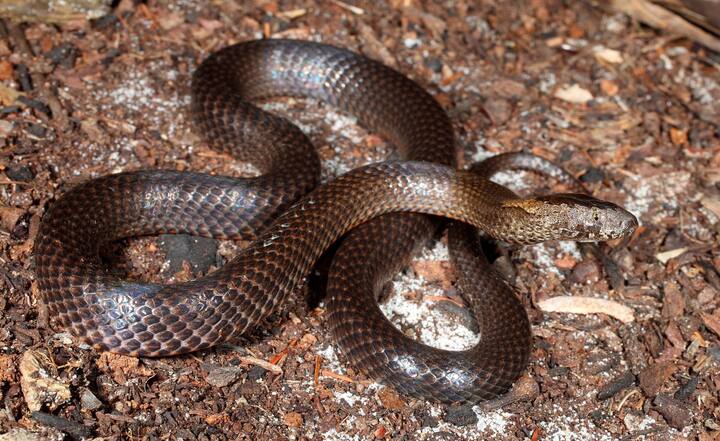 sanke how many years sanke live and this snake has longest life Marathi ...
