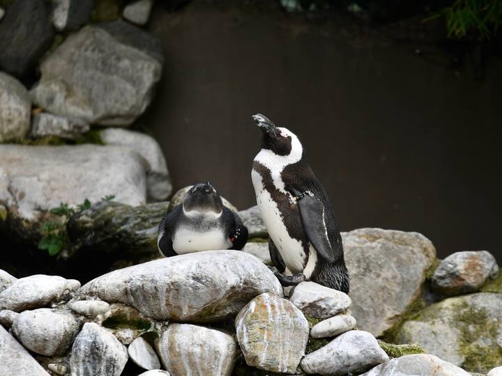 Penguin Awareness Day Penguin Facts