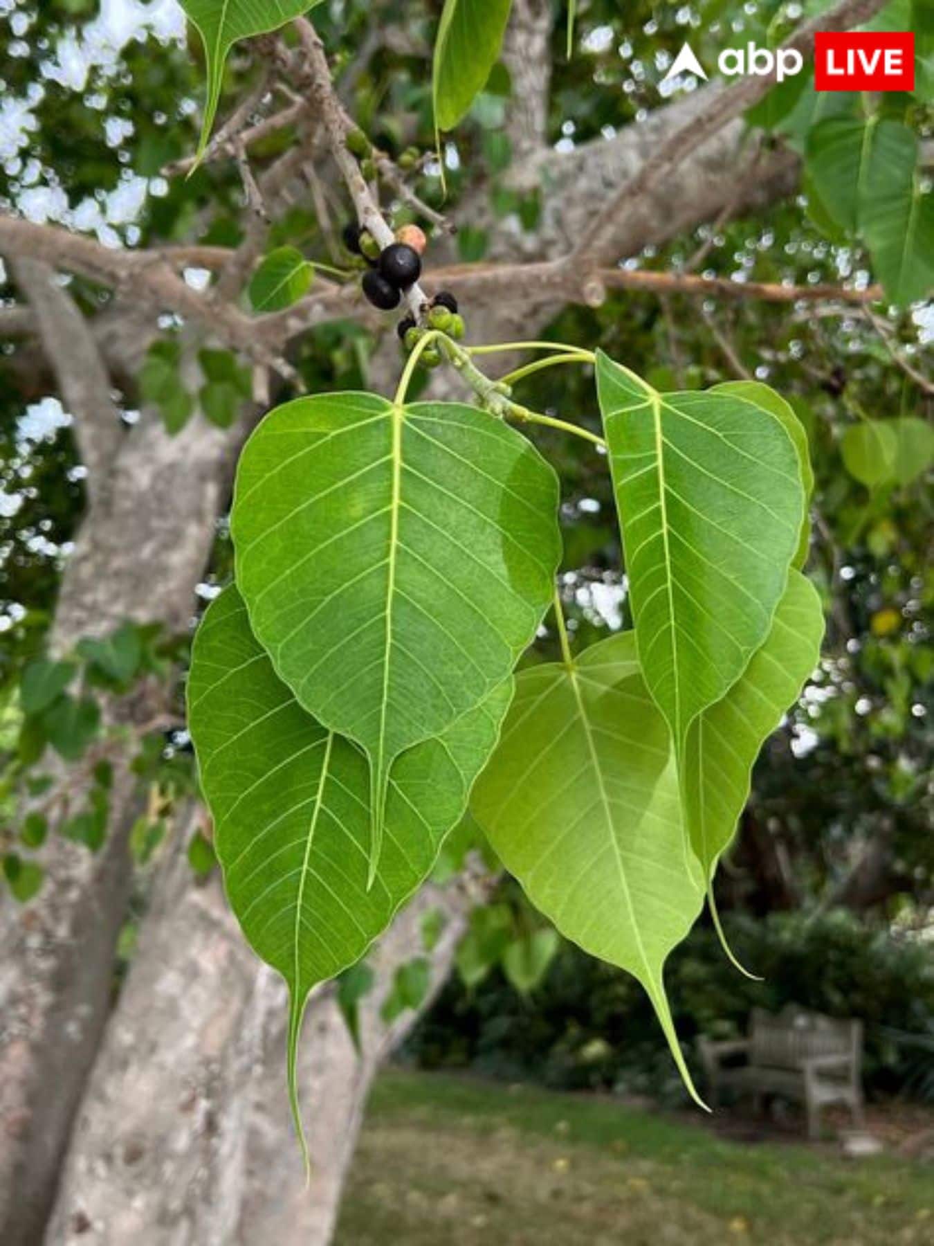 पीपल के पेड़ के नीचे दीपक जलाने के फायदे, जानें