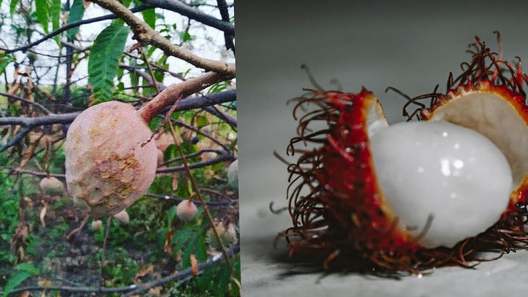 PHOTO NEWS learn about the health benefits of fruits named Ramphal ...