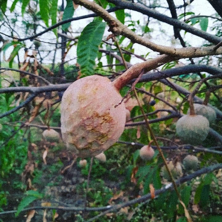 PHOTO NEWS learn about the health benefits of fruits named Ramphal ...