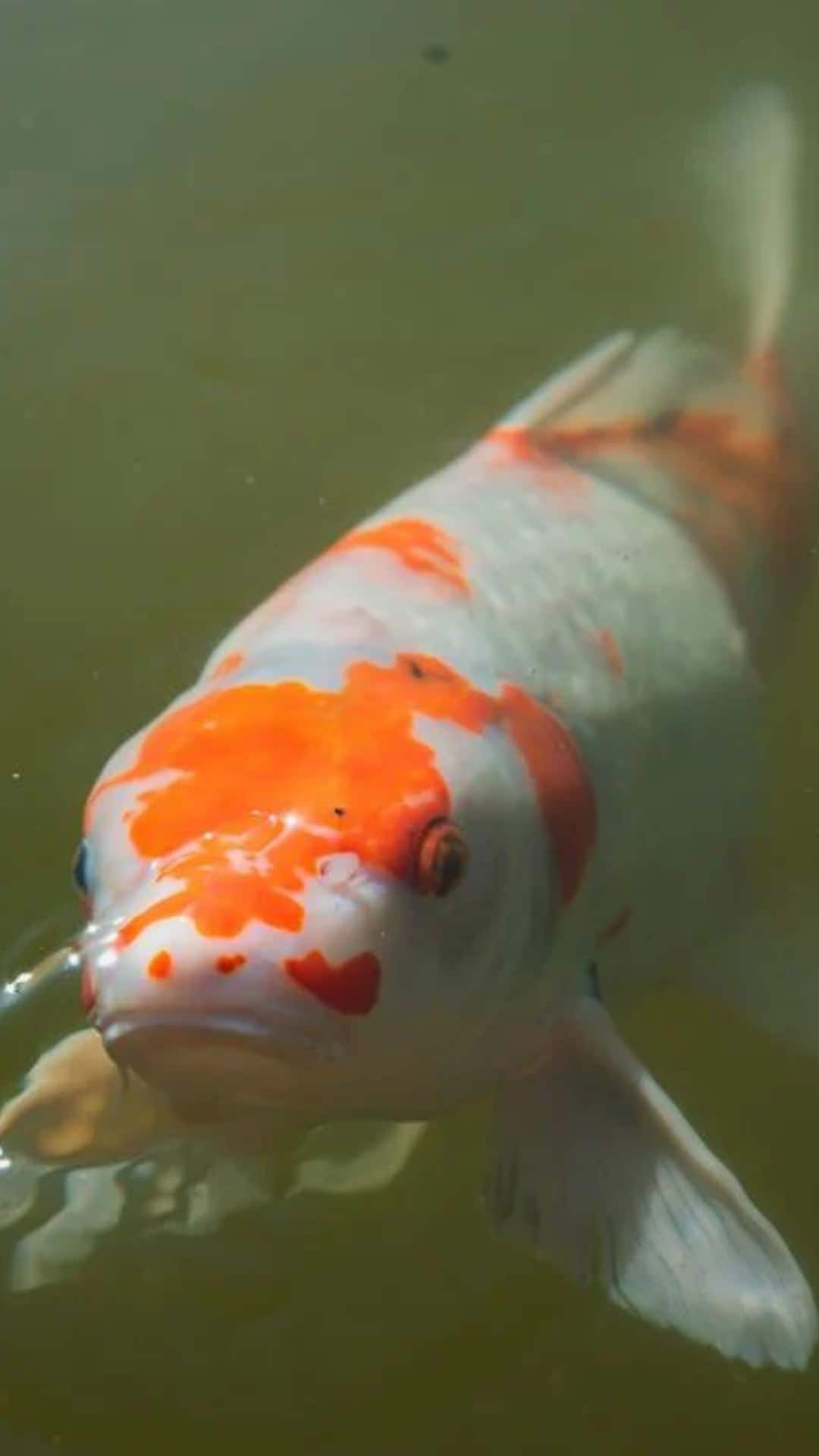 ਮਛਲੀਆਂ ਪਾਣੀ ਦੇ ਅੰਦਰ ਕਿਵੇਂ ਸੌਂਦੀਆਂ ਹਨ?