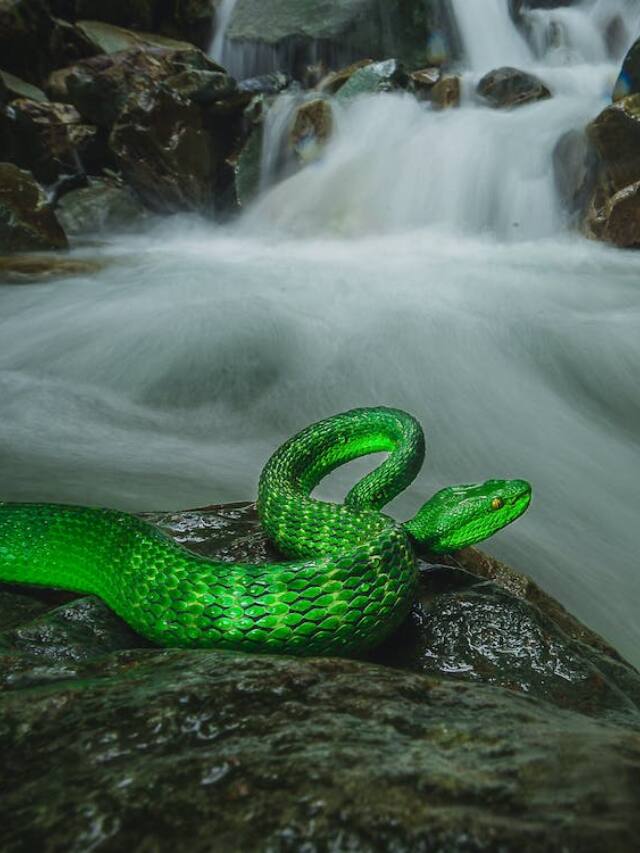 सांप का खून ठंडा होता है तो सर्दी में कैसे जीते हैं?