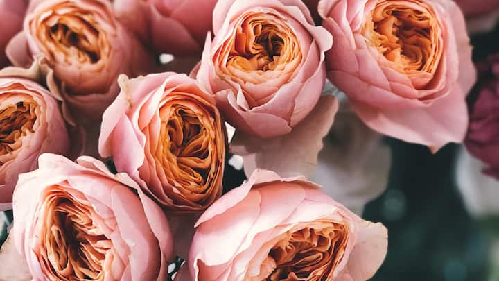Worlds Most Expensive Rose Juliet Rose 130 Crore Rose Juliet Rose Price ...