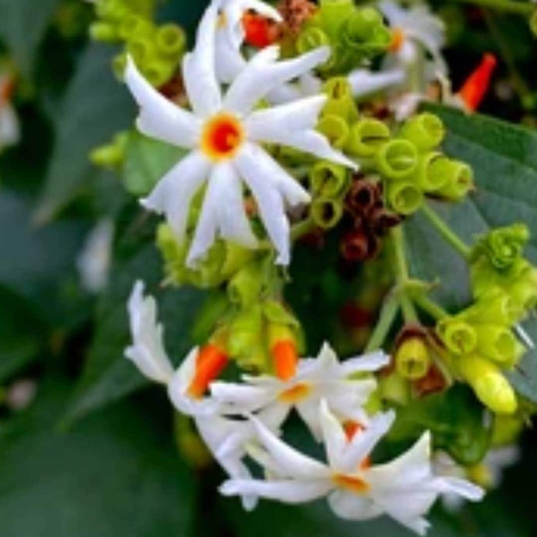 Benefits of Parijaat Tree | Parijaat Tree: ਨੱਕਸੀਰ ਫੁੱਟਣ 'ਤੇ ਬੇਹੱਦ ...