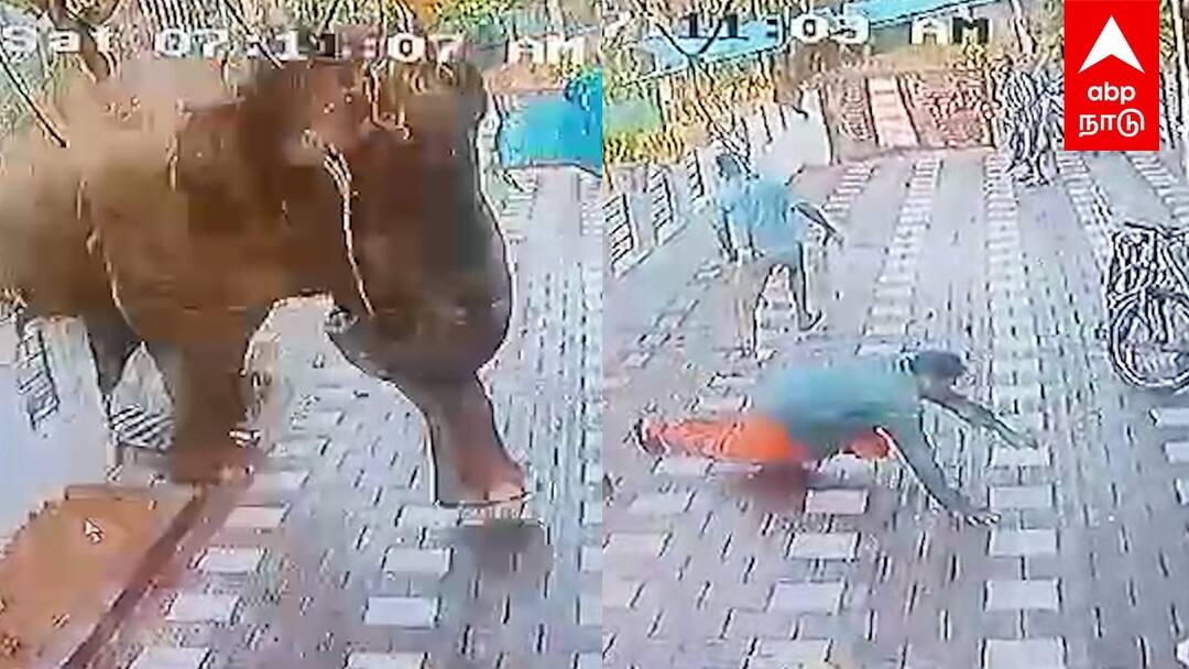 Kerala elephant CCTV gets viral killed a man - watch video | Kerala ...