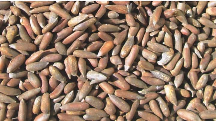 Know how much pine nuts cost the most expensive dry fruit | इस ड्राई फ्रूट की कीमत सुन कर हैरान ...