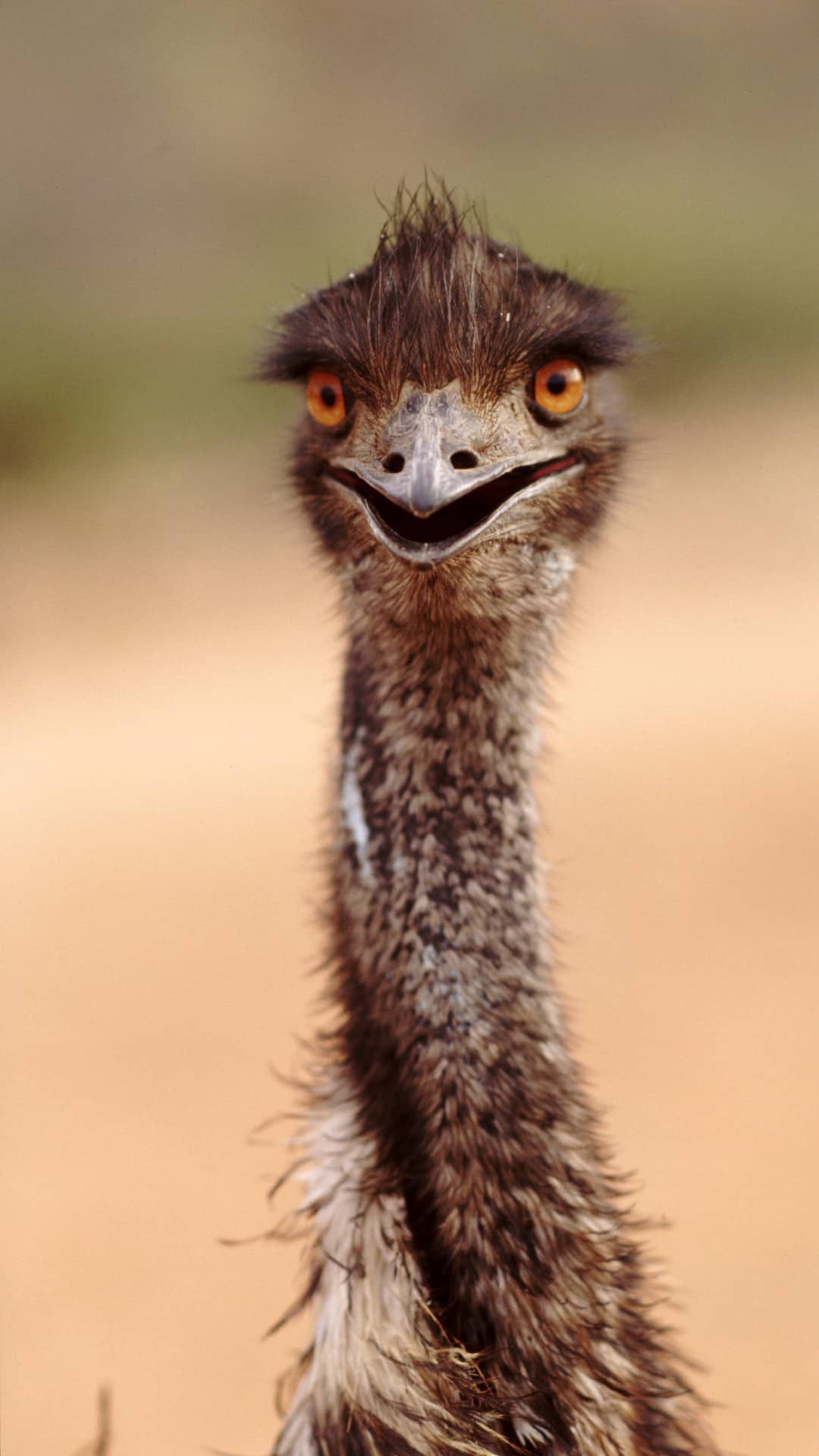 10 Lesser Known Facts About Emu