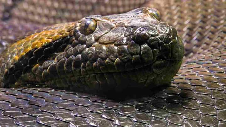 Worlds Largest Snake Green Anaconda Discoverd In Amazon Rainforest ...