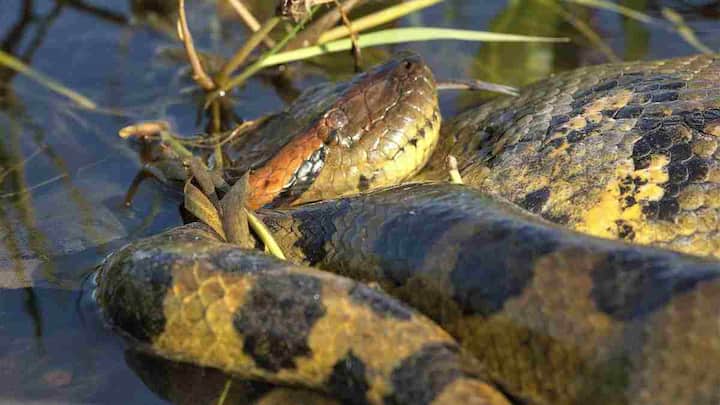 Worlds Largest Snake Green Anaconda Discoverd In Amazon Rainforest ...