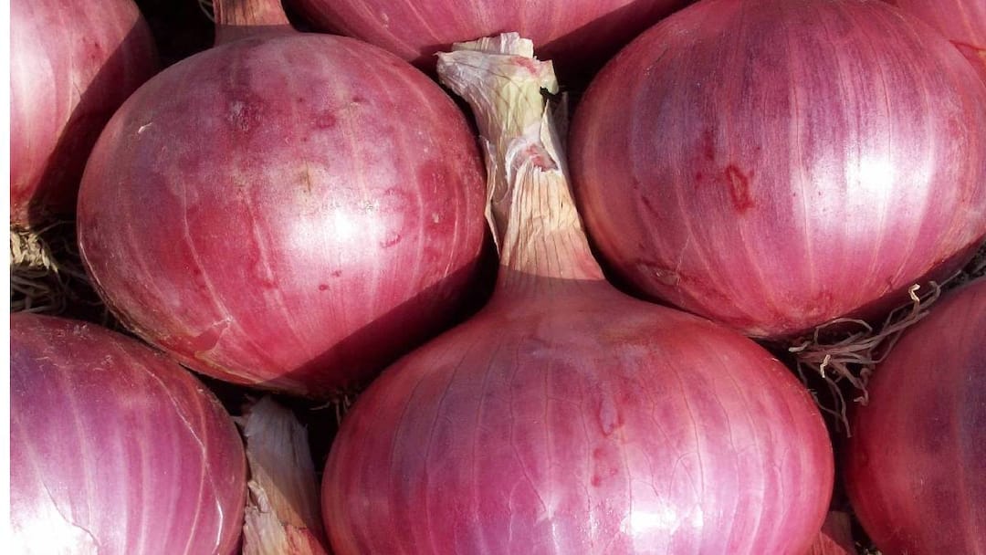 central government has given permission to export 54,760 tonnes of onions to countries including ...