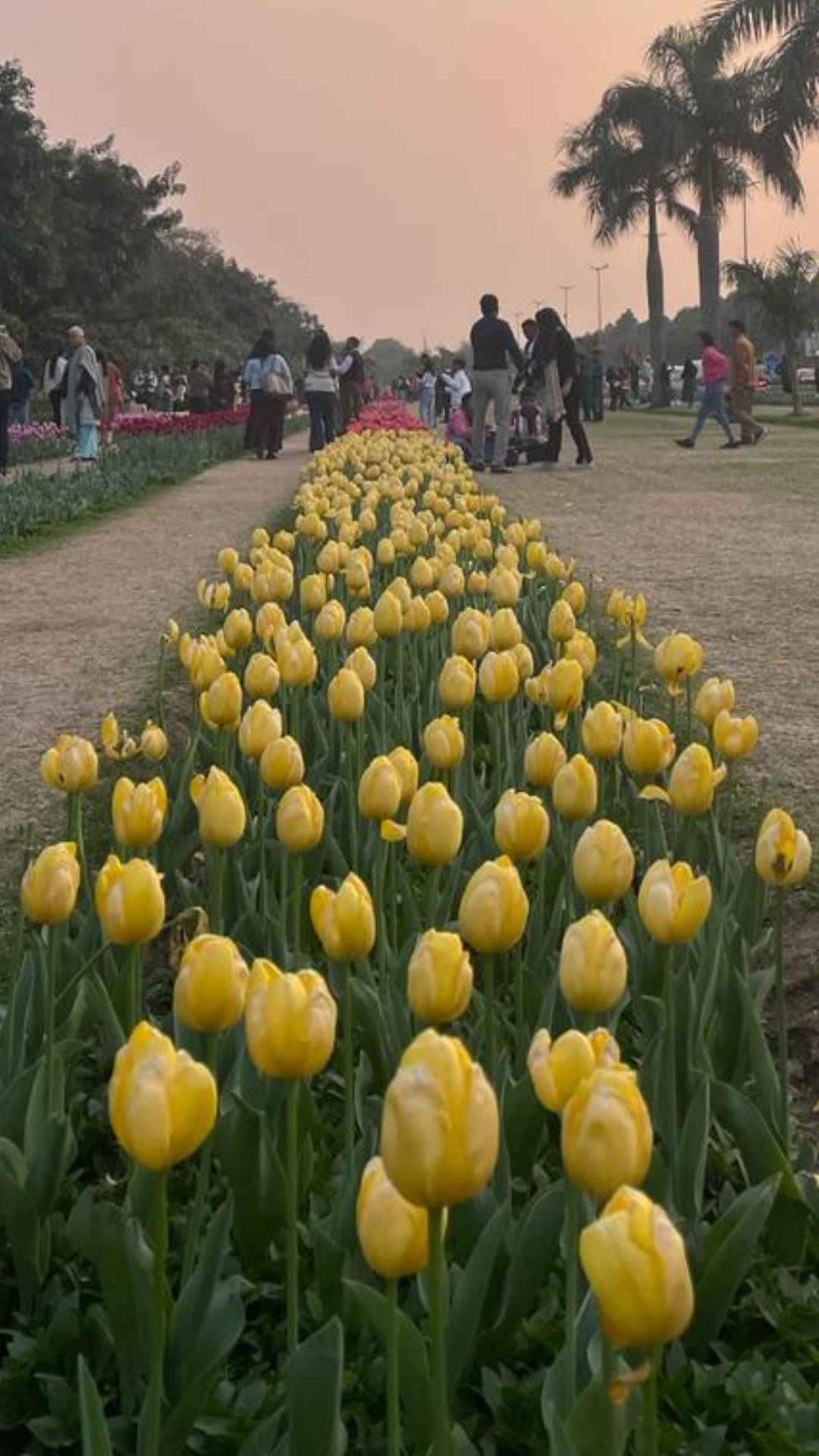 Tulip Flower Garden In Delhi