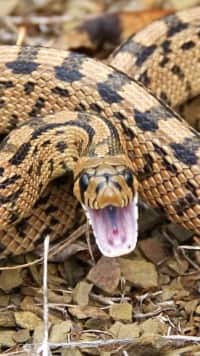 सांपों को मुंह में क्यों रखते हैं ये लोग