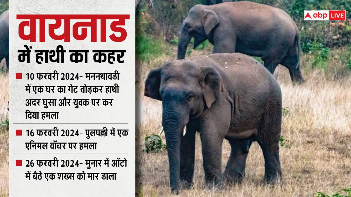 Elephant terror in Kerala wayanad Elephant Attacks Know What Law Says ...