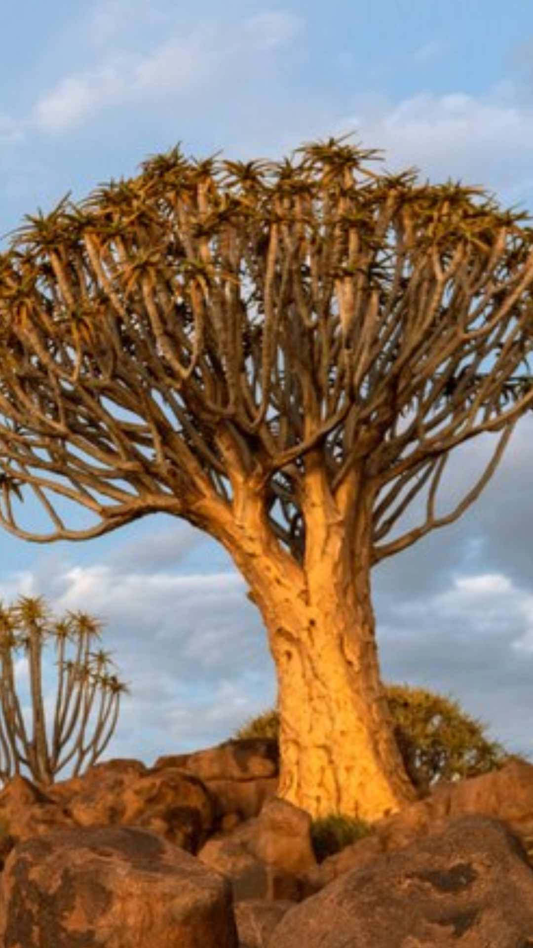 बोतल के आकार का ये पेड़ बुझा सकता है पूरे गांव की प्यास