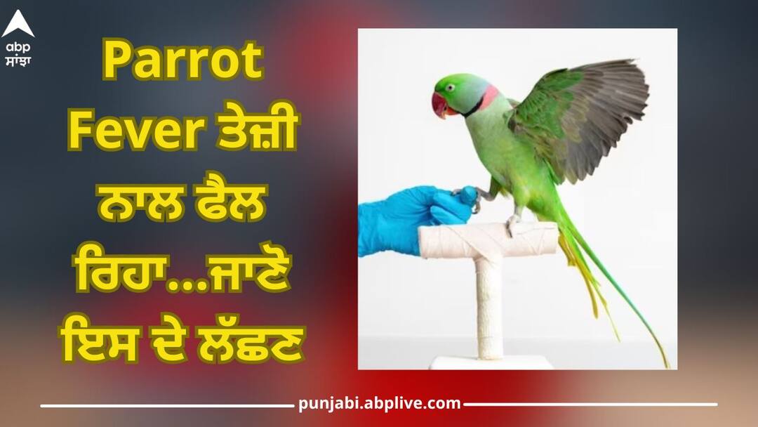 Parrot Fever: parrot fever spreading in europe know causes and symptoms ...