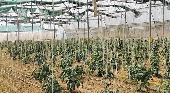 Red Yellow Capsicum Farming Makes Farmers Richer Polyhouse Shimla mirch ...