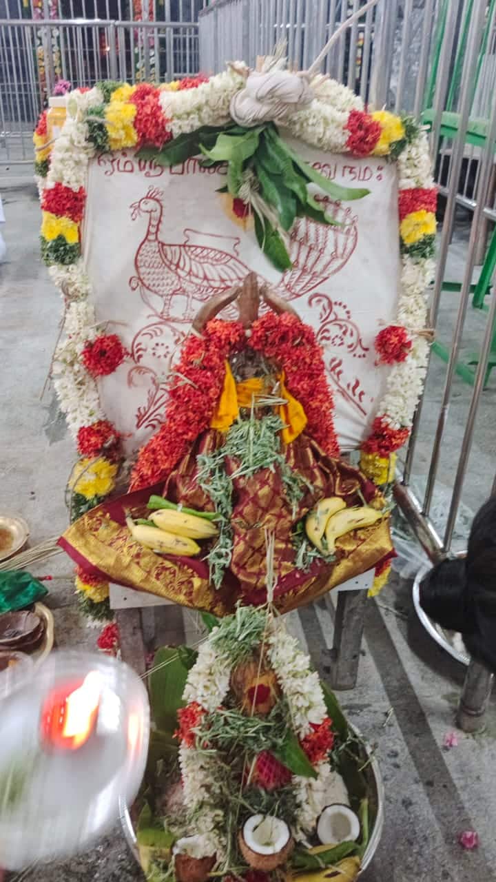 IN PICS Mailam Murugan temple Panguni Uthiram 2024 Celebration Photos ...