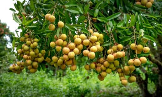 lychee-cultivation-at-home-know-easy-ways-to-grow-lychee-at-home ...