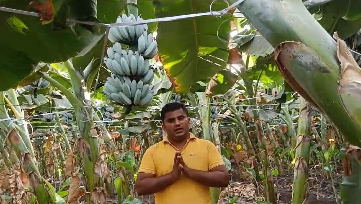 successfully experimented Blue Java Banana in Solapur district farmers ...