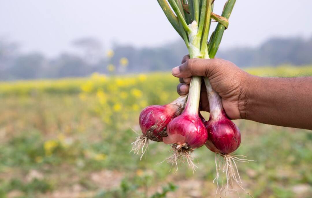 Onion Export ban will continue even after March 31 2024 big decision of central government ...