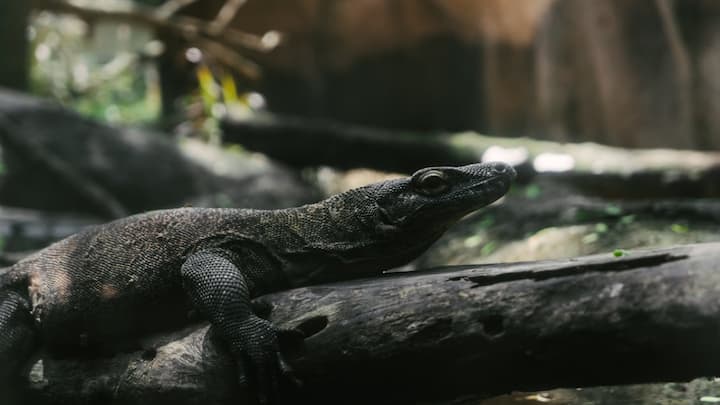 Monitor lizards India biggest lizard know what the expert said about ...