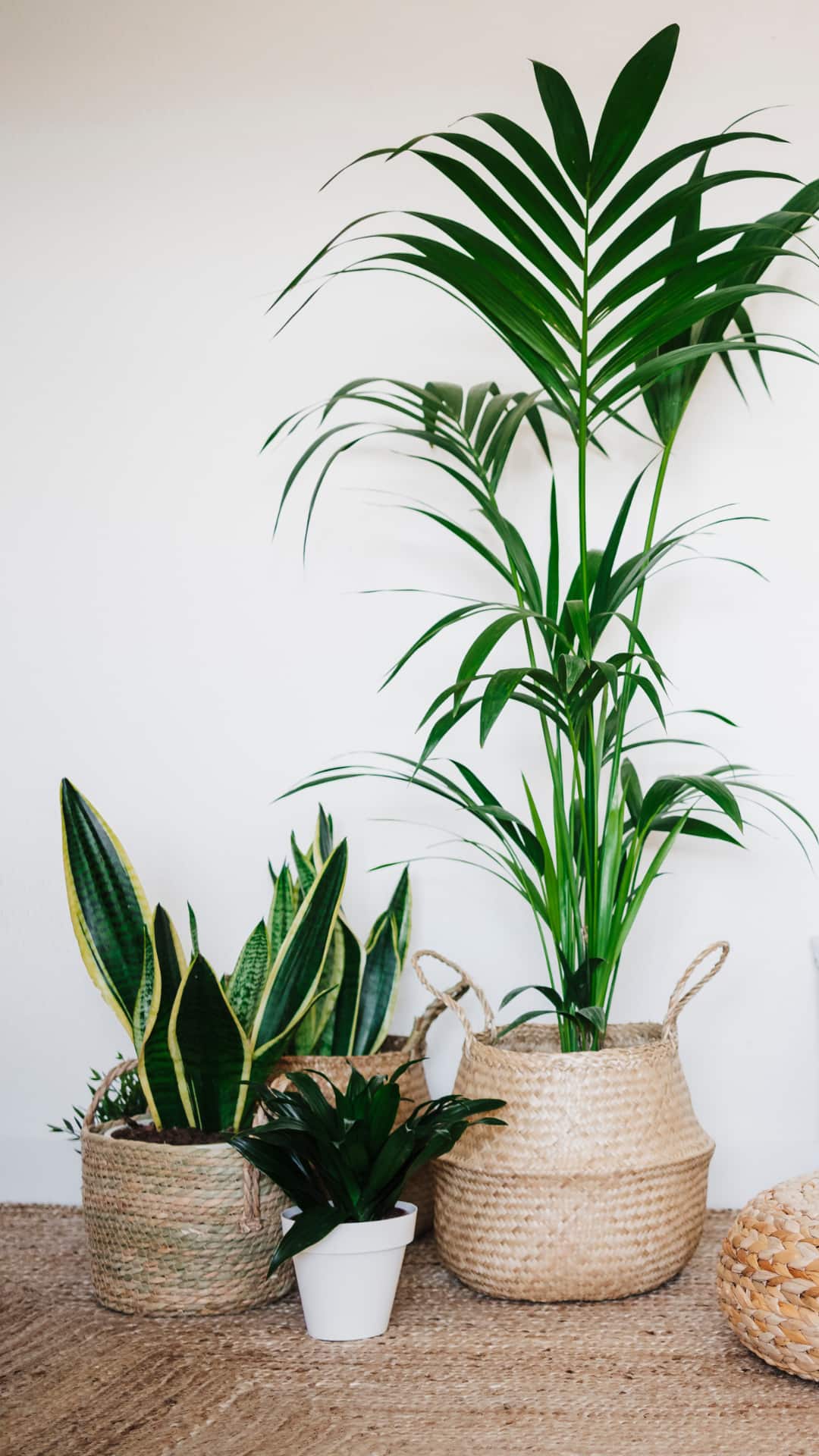 10 Indoor Plants That You Can Keep At Homes