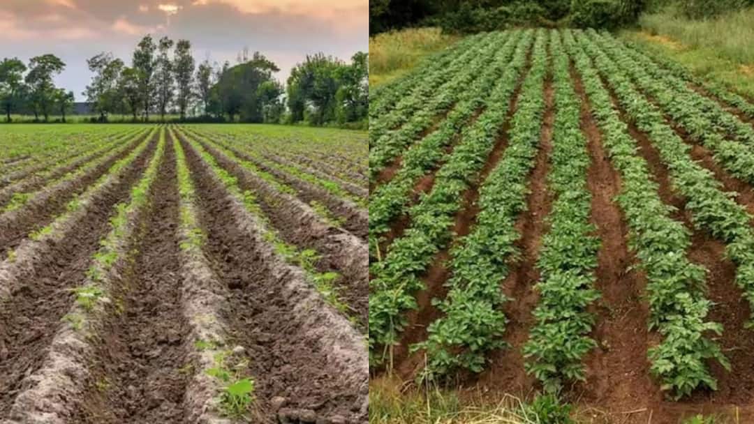 Bastar organic farming Area increased in 9 years Chhattisgarh Farmers ...