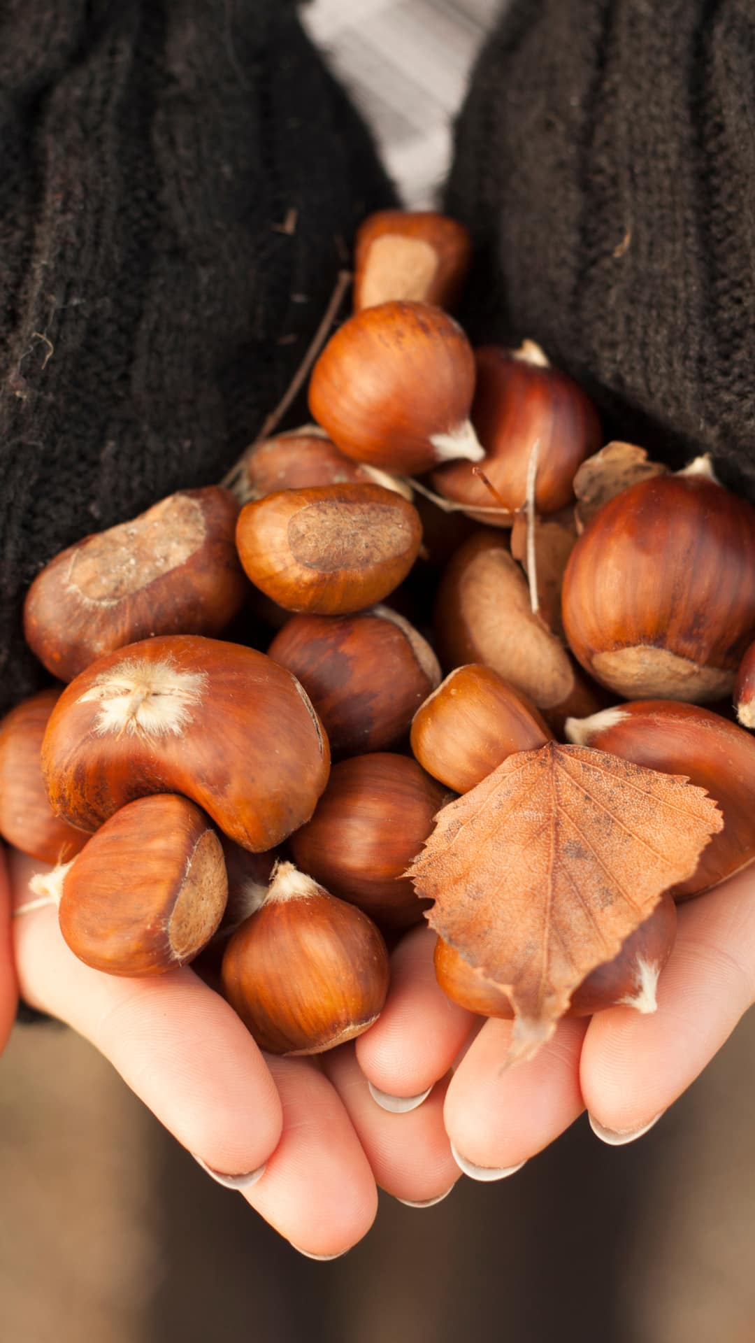 Chestnuts: A Delicious Way To Improve Your Health