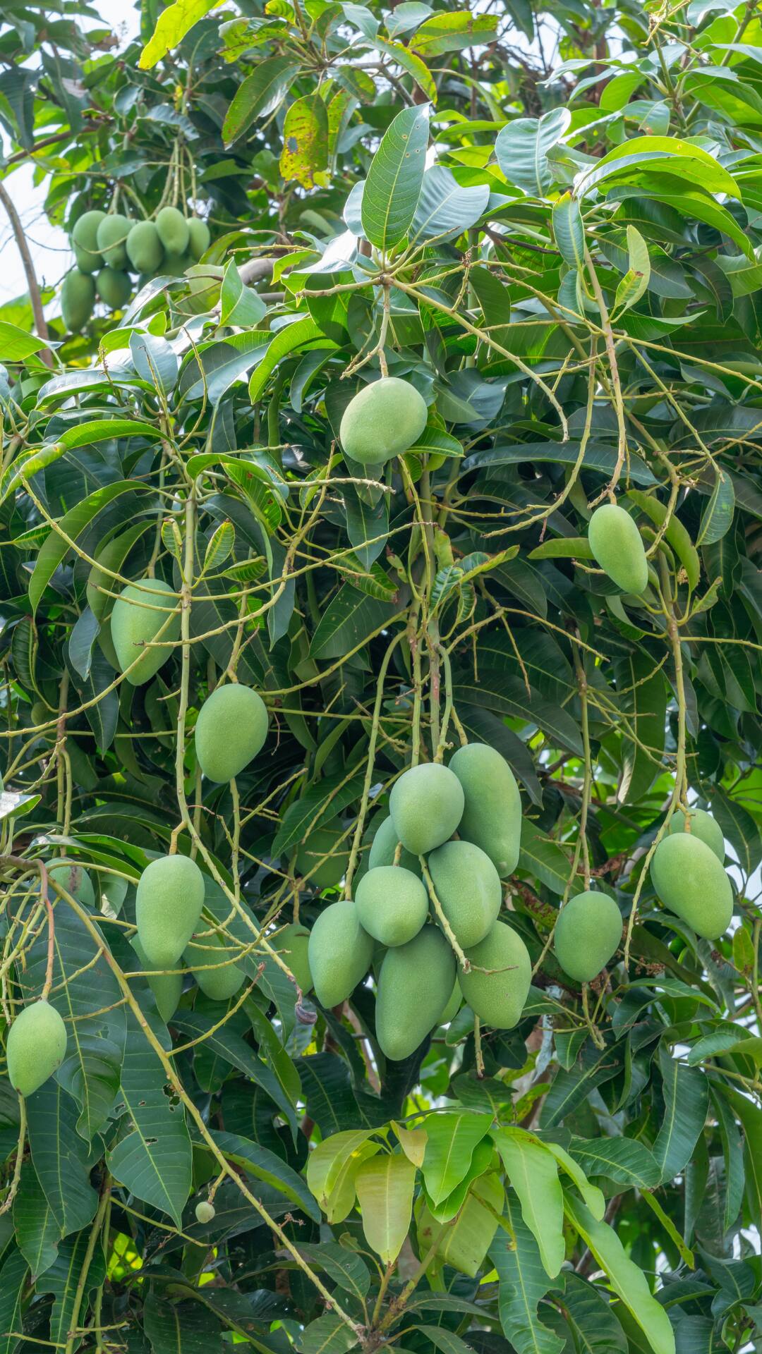 Mango Leaves: The Superfood For Your Health
